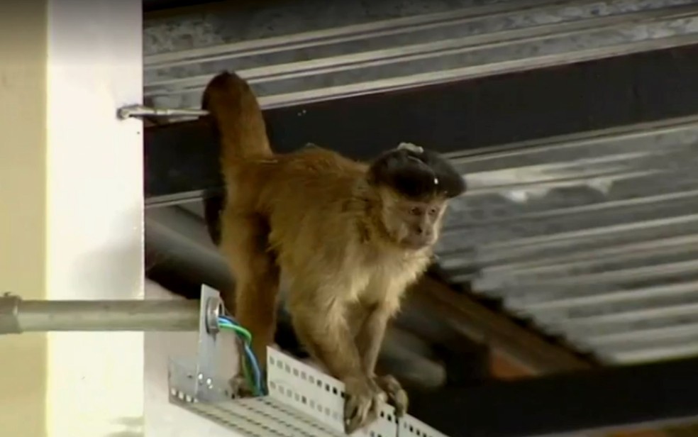 Macaco fica mais de 30 horas em supermercado, faz bagunça e quebra ...
